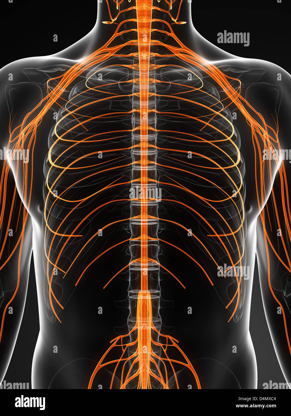 Male nerve system Stock Photo - Alamy