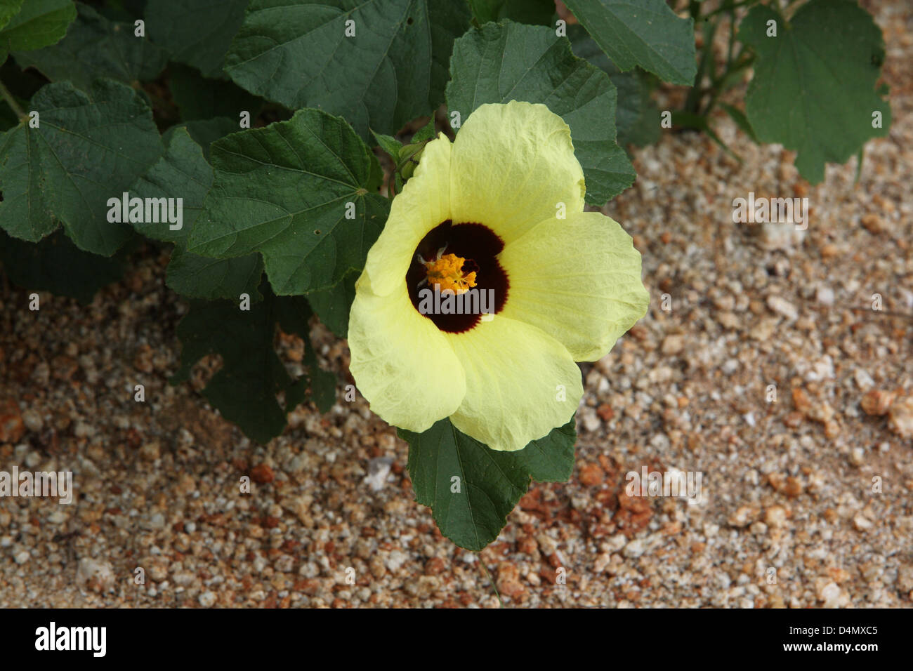 Native hibiscus leaves hi-res stock photography and images - Alamy