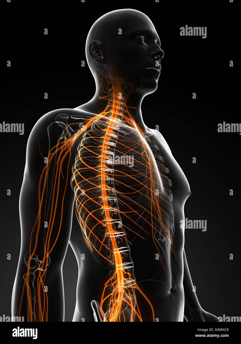 Male nerve system Stock Photo - Alamy