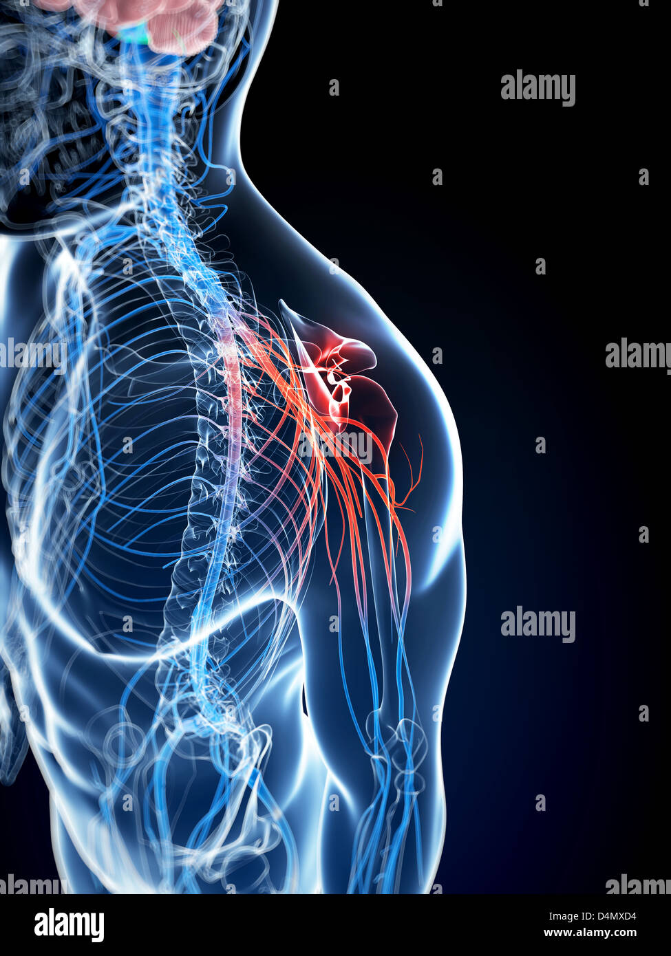 Shoulder joint anatomy hi-res stock photography and images - Alamy