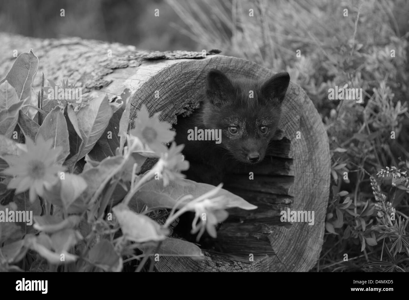 Fox cub black and white hi-res stock photography and images - Alamy