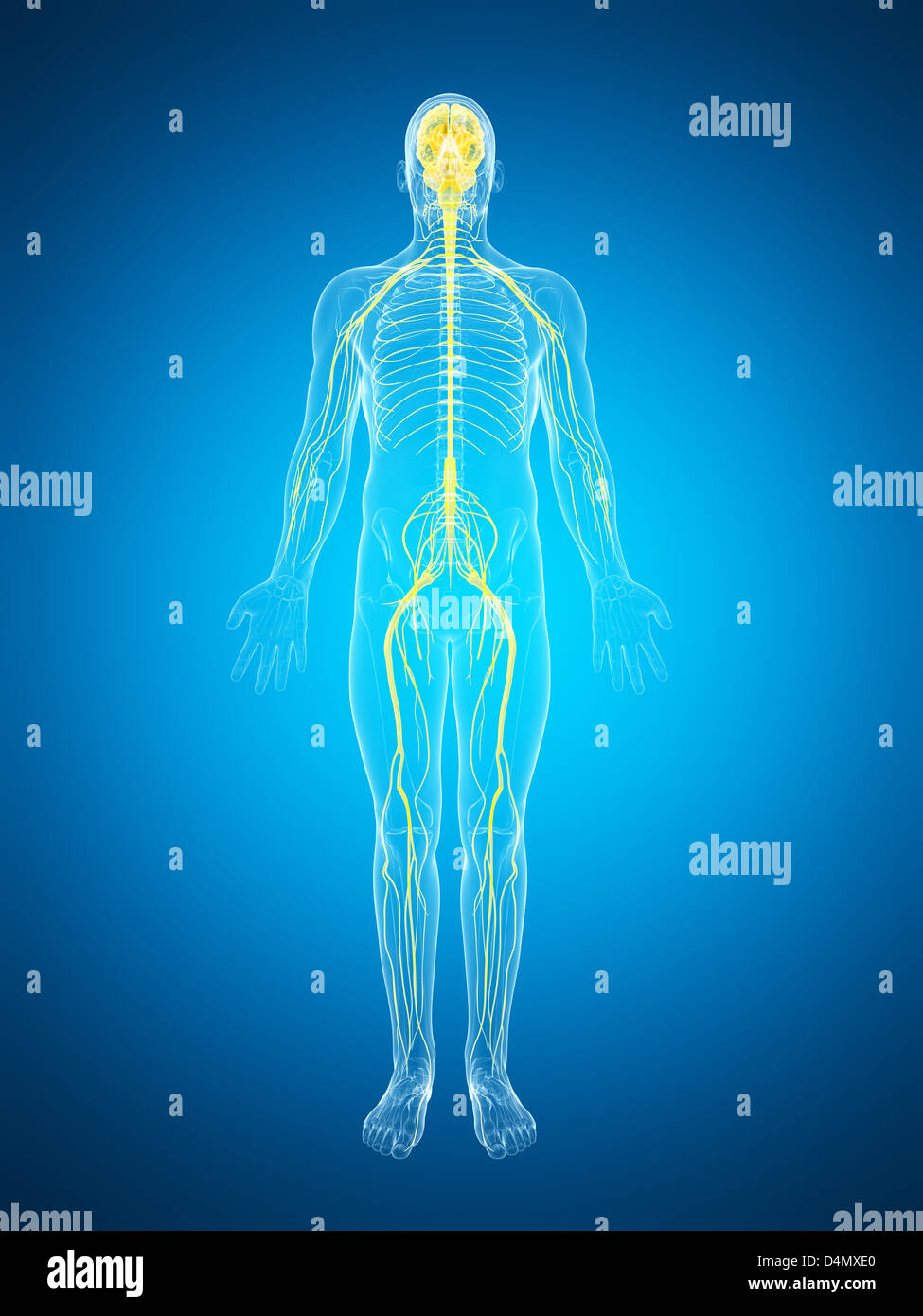 Male nerve system Stock Photo - Alamy