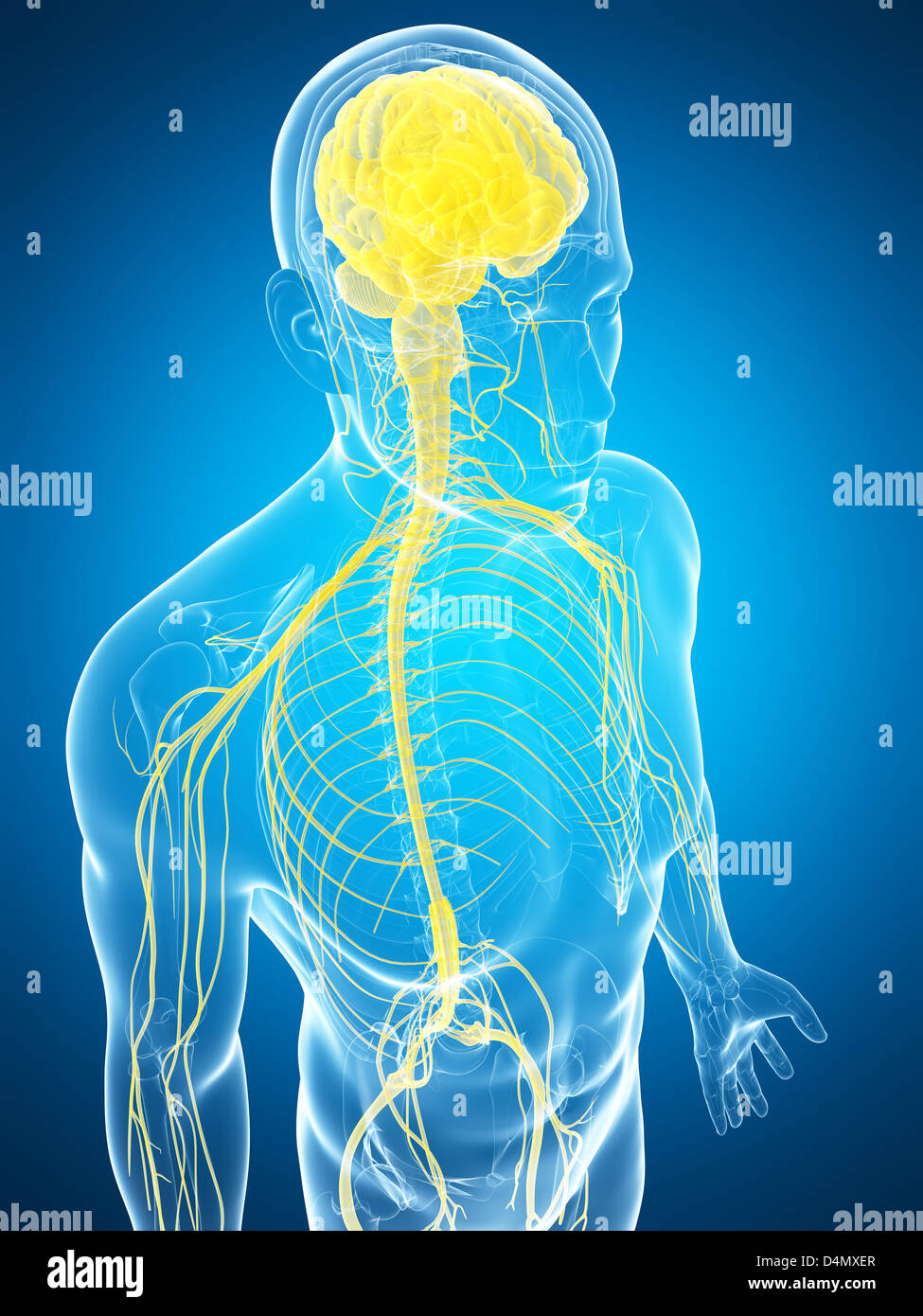 Nervous system with labels hi-res stock photography and images - Alamy
