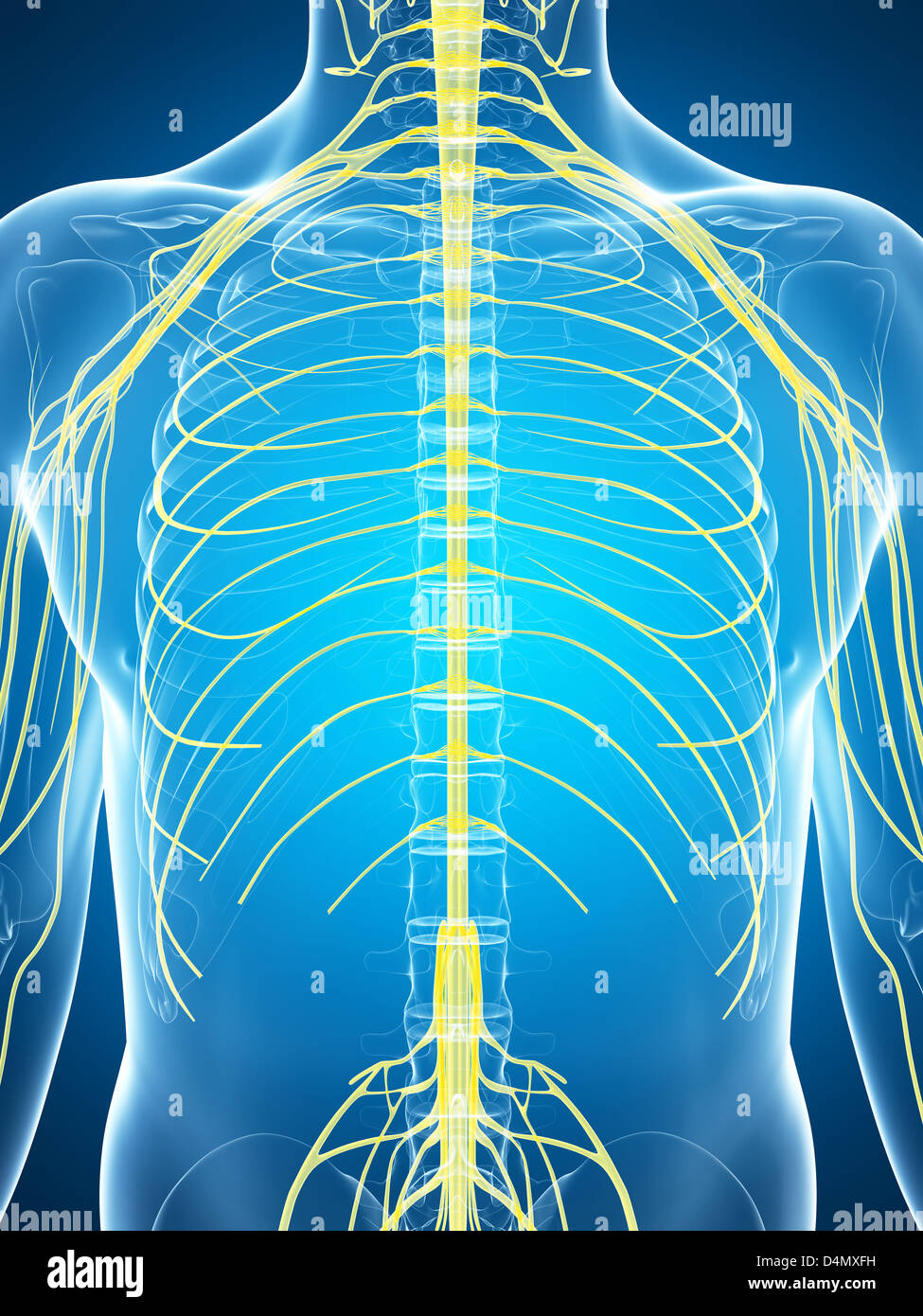 Male nerve system Stock Photo - Alamy