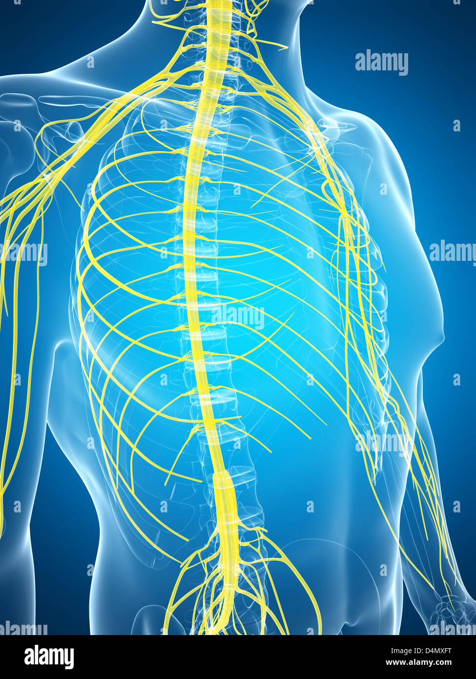 Male nerve system Stock Photo - Alamy