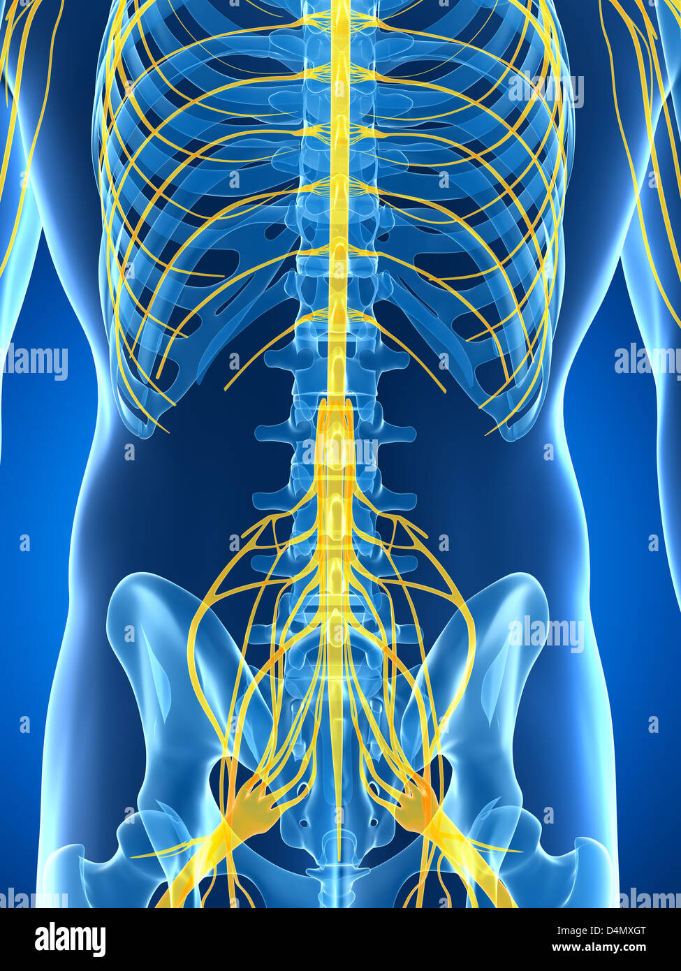Male nerve system Stock Photo - Alamy