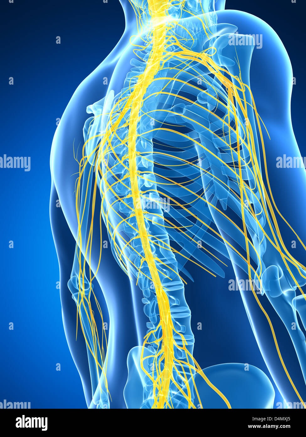 Male nerve system Stock Photo - Alamy