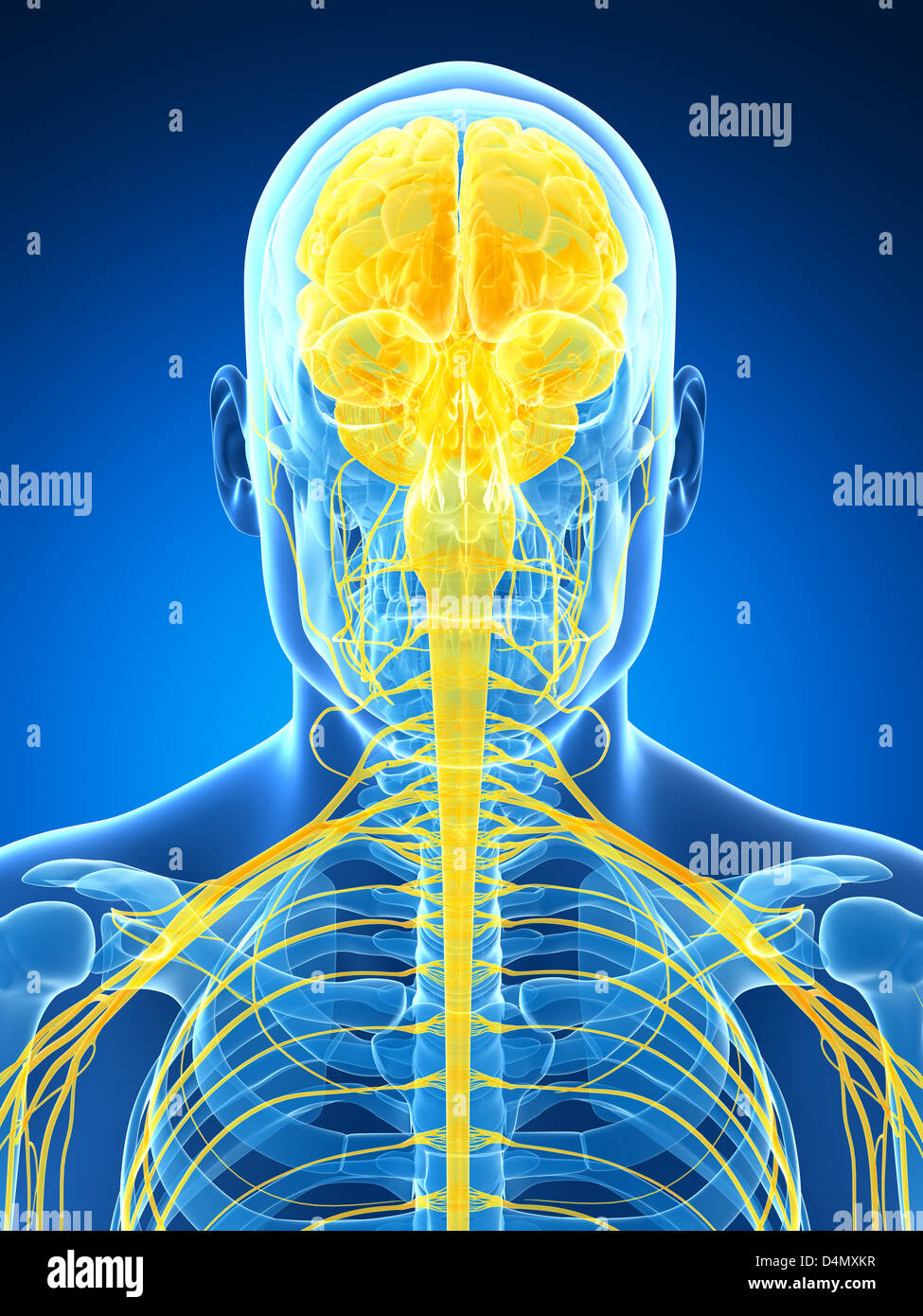 Nervous system with labels hi-res stock photography and images - Alamy