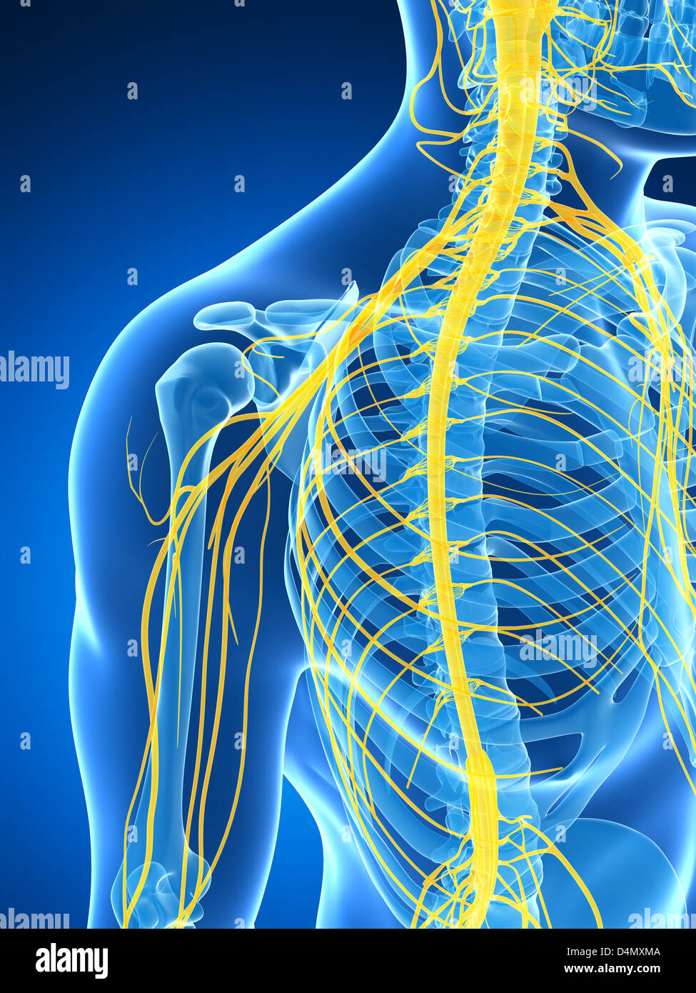 Male nerve system Stock Photo - Alamy