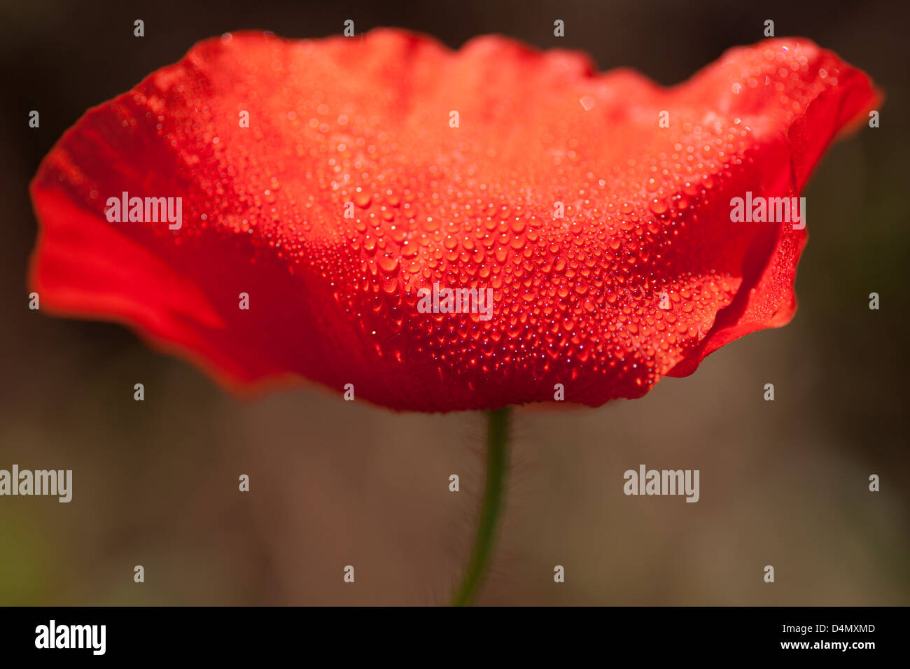 Side of poppy hi-res stock photography and images - Alamy