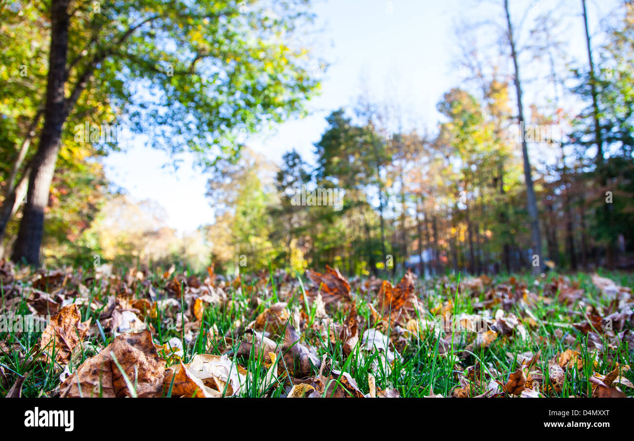 Autumn leaves and grass as seen from the ground looking up Stock Photo ...