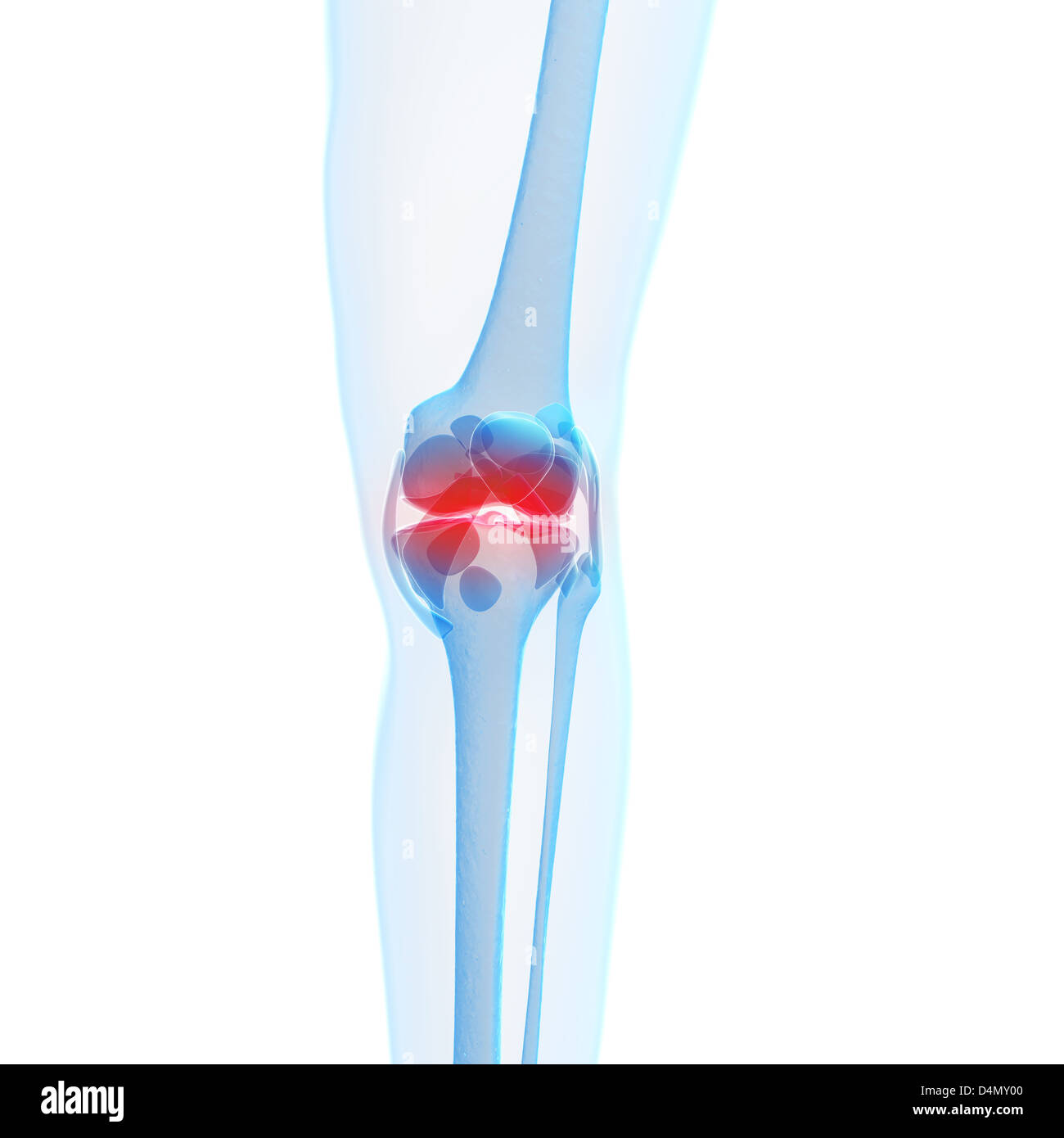 Femur bone highlighted hi-res stock photography and images - Alamy