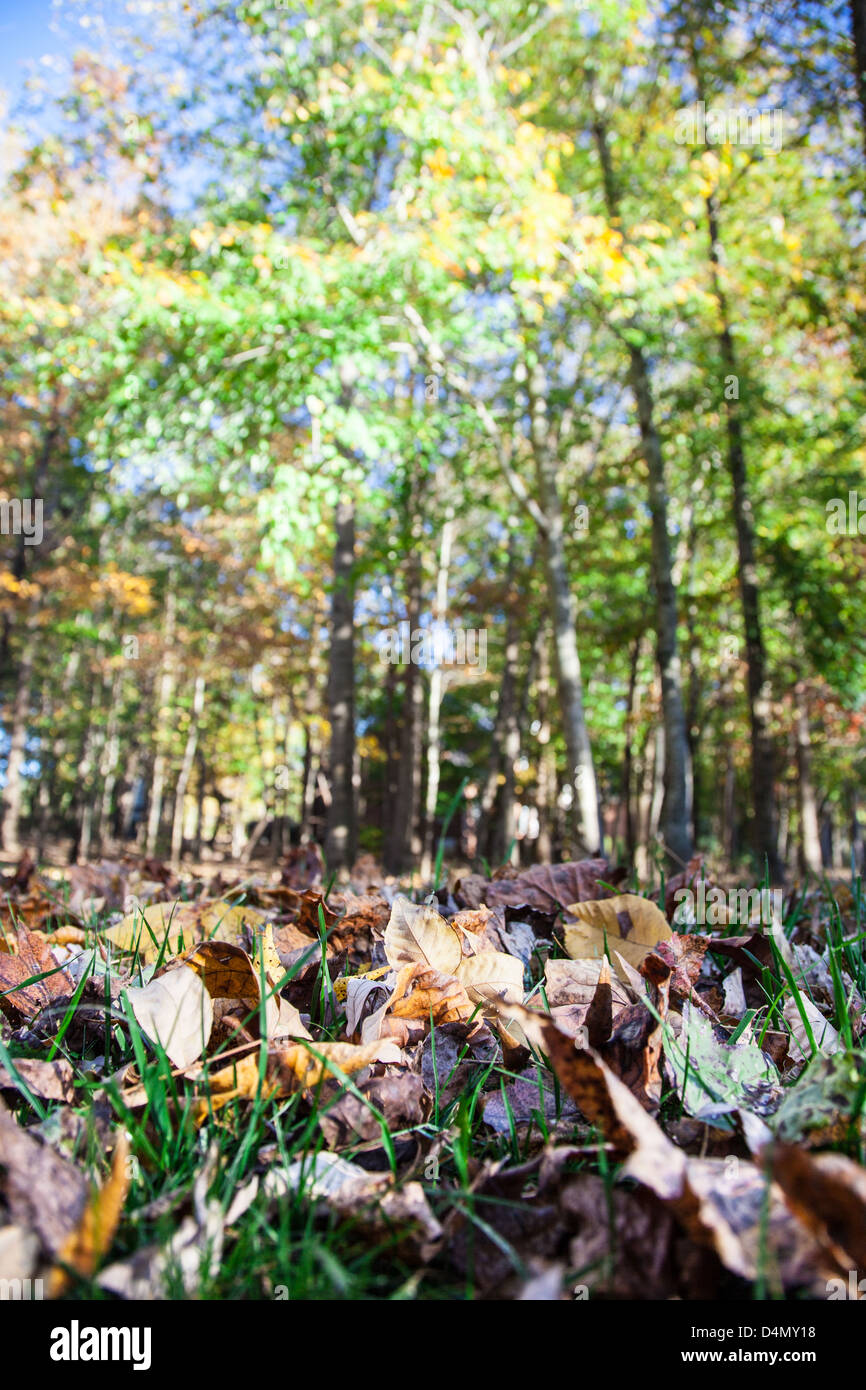Autumn leaves and grass as seen from the ground looking up Stock Photo ...