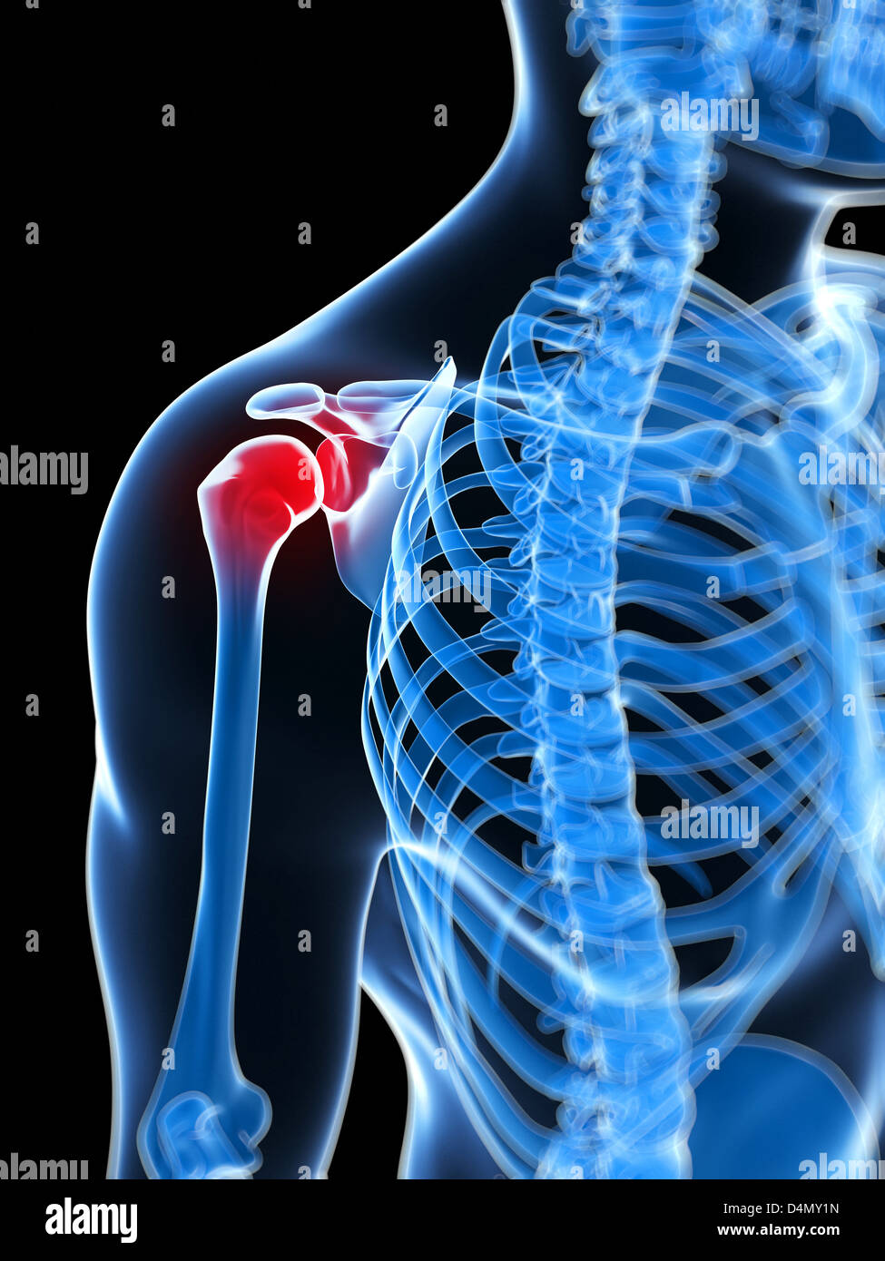 Highlighted shoulder joint Stock Photo - Alamy