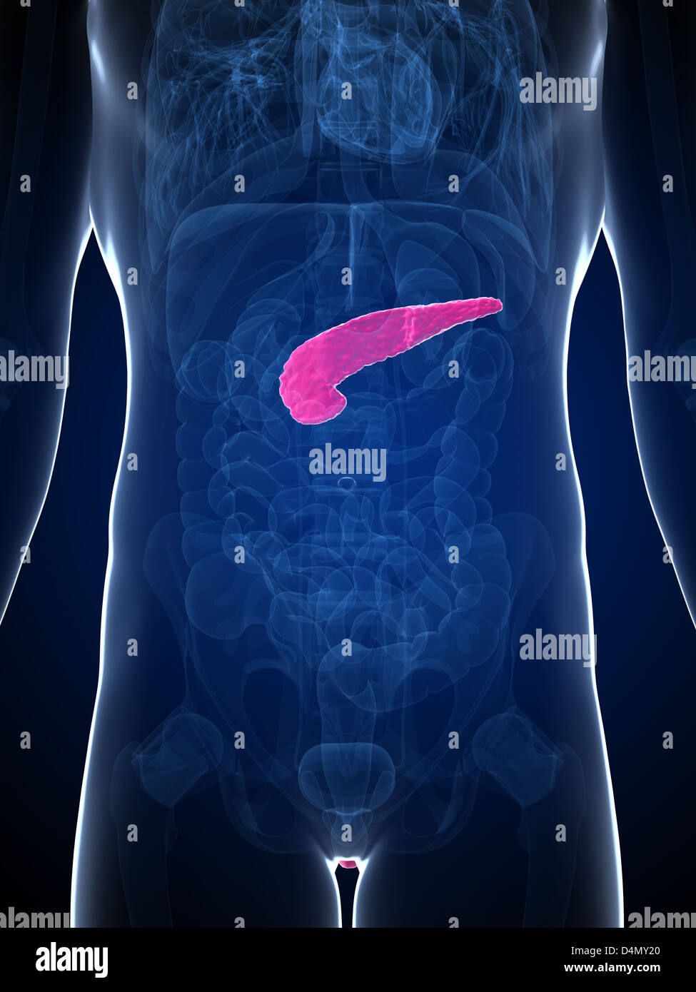 Pancreas illustration hi-res stock photography and images - Alamy