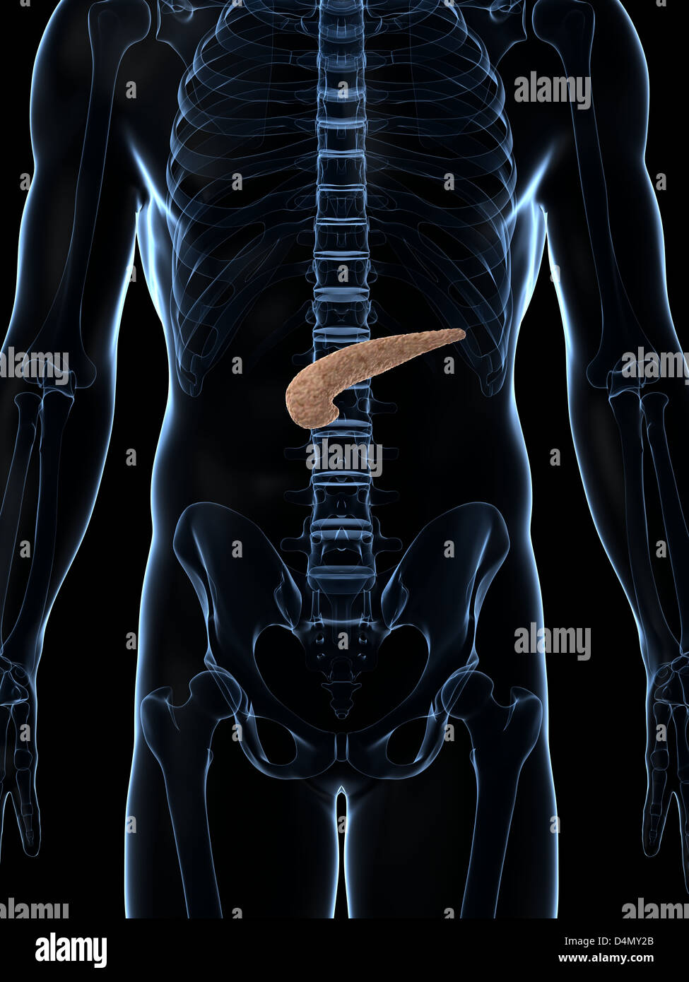 Pancreas Diagram Stock Photos & Pancreas Diagram Stock Images - Alamy