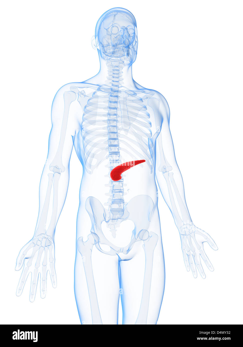 Pancreas and kidney hi-res stock photography and images - Alamy