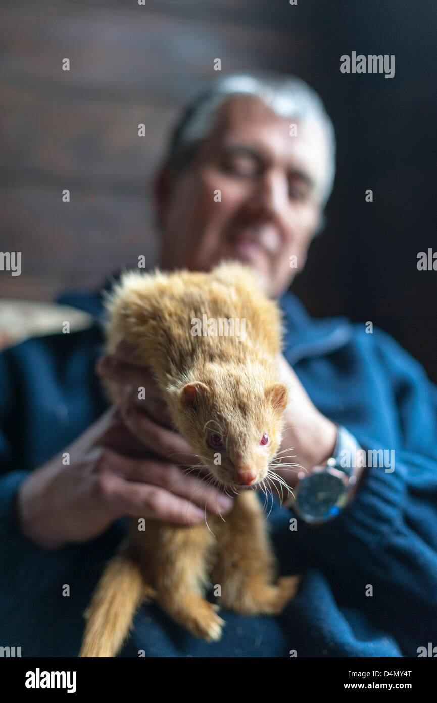 The ferret man hi-res stock photography and images - Alamy
