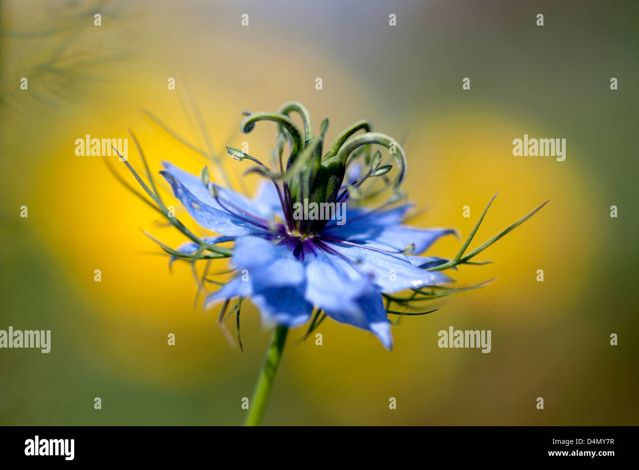 Love in a mist flowers hi-res stock photography and images - Alamy