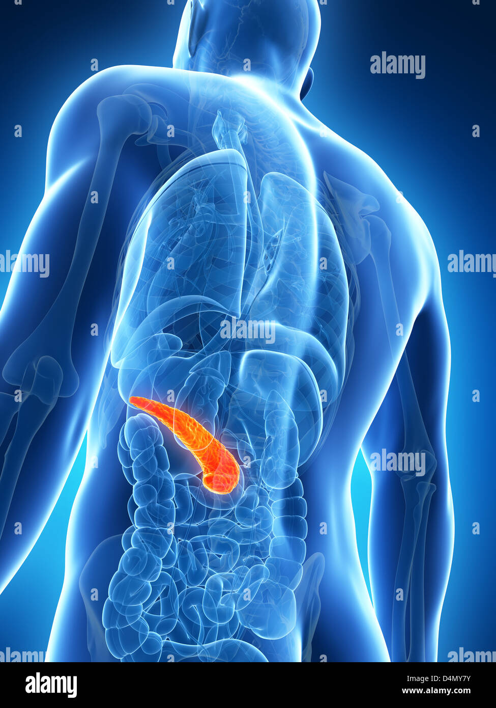 Pancreas Diagram Stock Photos & Pancreas Diagram Stock Images - Alamy