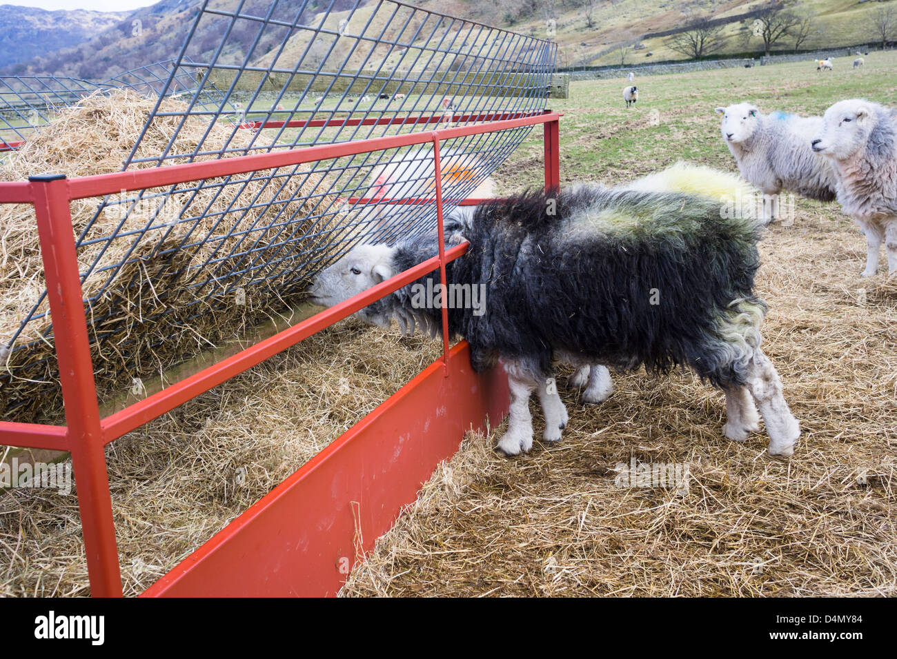 Tupping sheep hi-res stock photography and images - Alamy