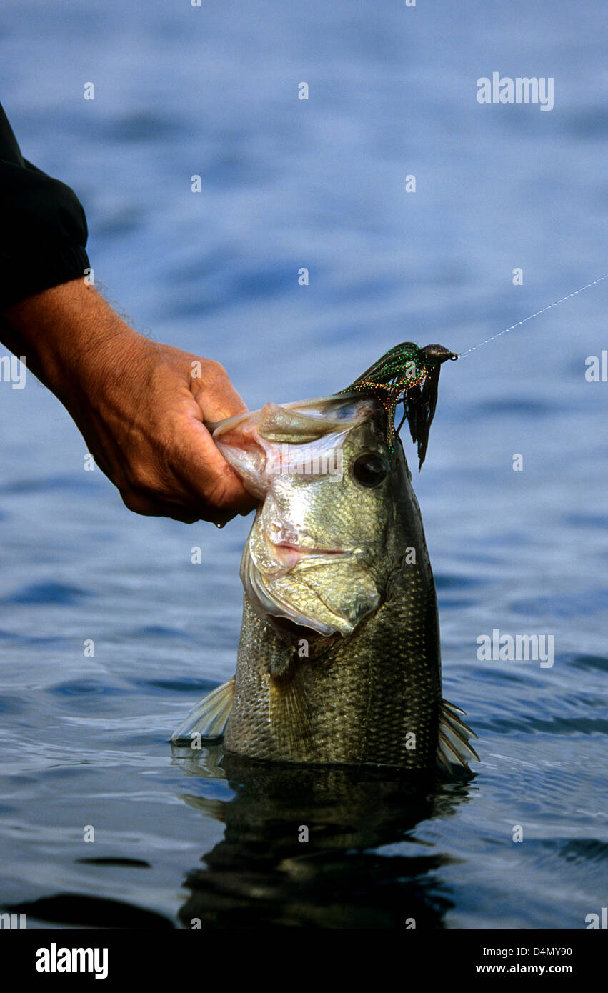 Fisherman landing a largemouth bass (Micropterus salmoides) caught on ...
