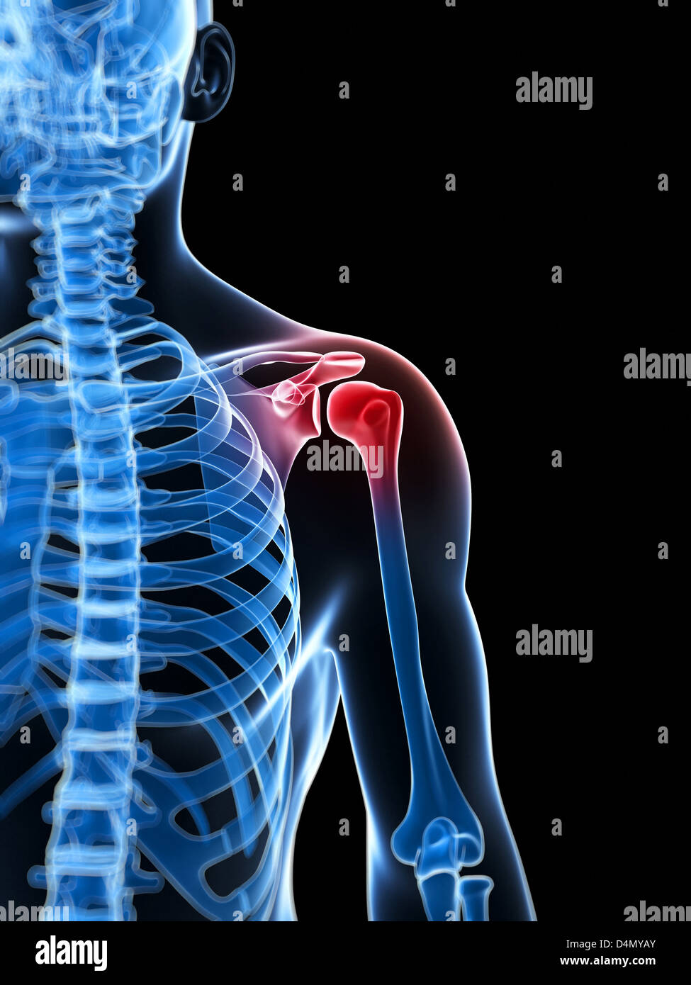Shoulder joint anatomy hi-res stock photography and images - Alamy