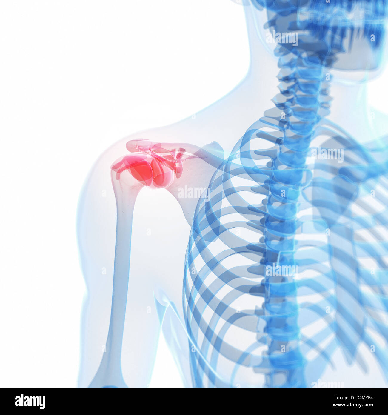 Human joint highlighted x ray hi-res stock photography and images - Alamy
