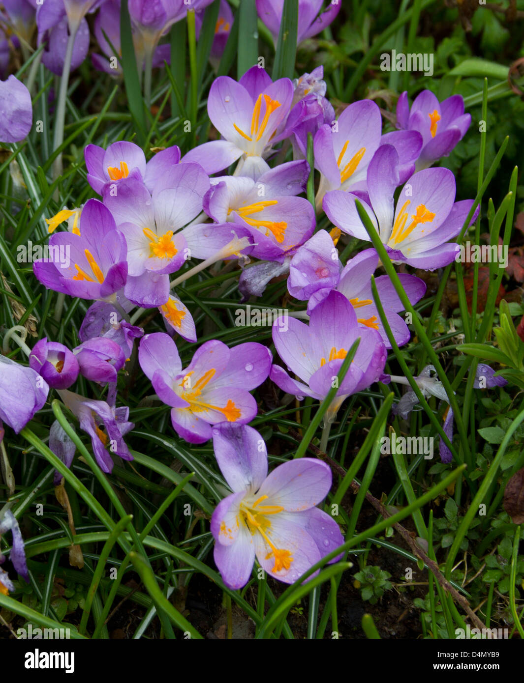 Crocus growing in garden Stock Photo - Alamy