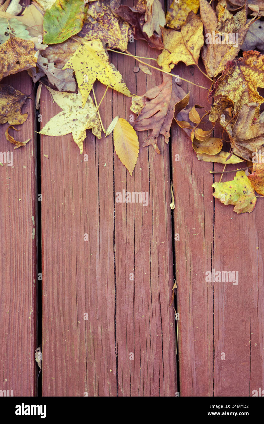 Fallen leaves of various colors as they lay on a red wood deck Stock ...