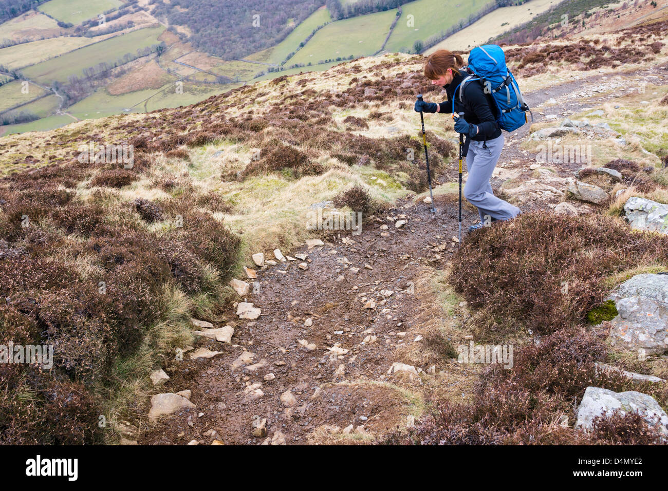 A hiker ascending The Edge ridge on the way to the summit of Skiddaw ...