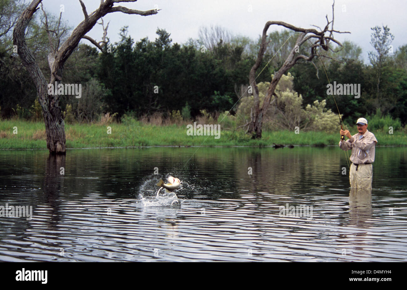 Largemouth bass jumping hi-res stock photography and images - Alamy