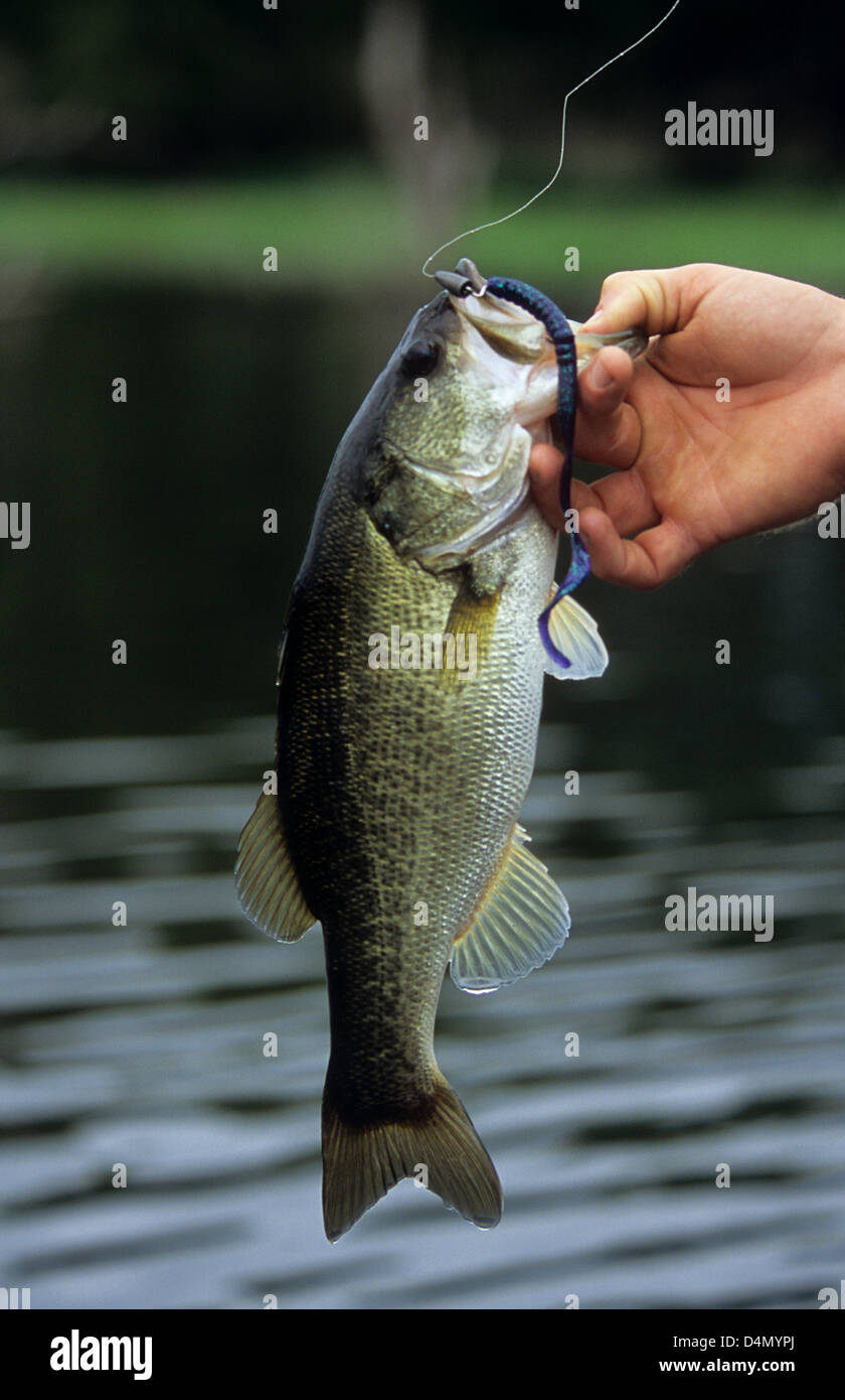 Fisherman holding a largemouth bass (Micropterus salmoides) from a ...