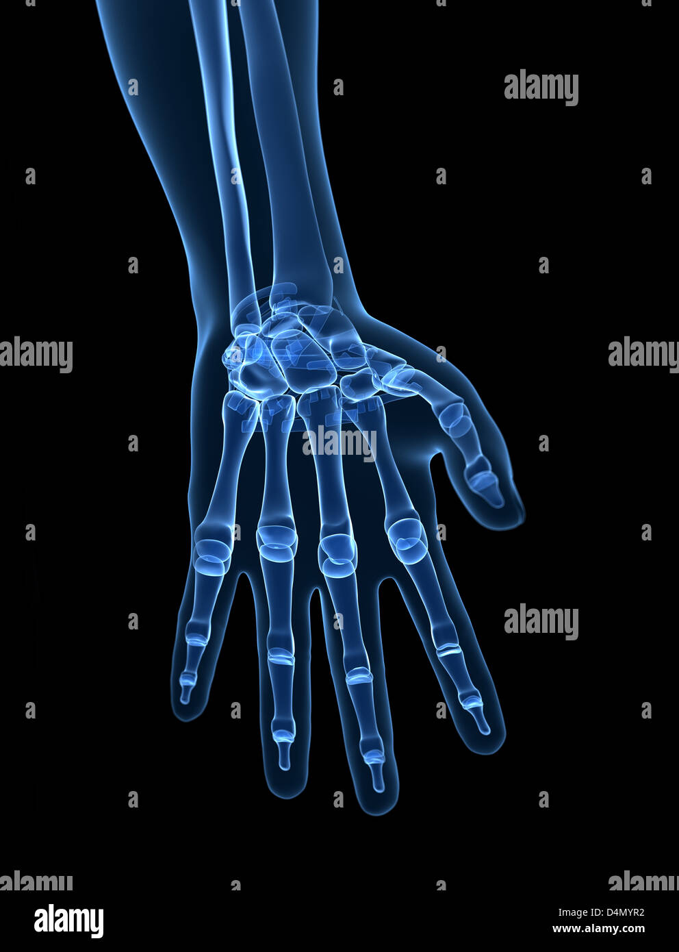 Human skeletal hand Stock Photo - Alamy