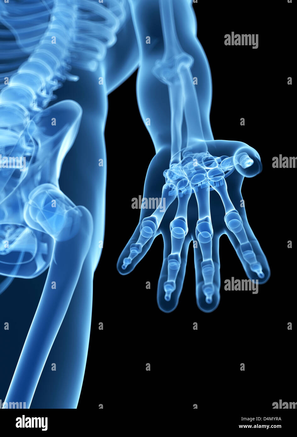 Human skeletal hand Stock Photo - Alamy