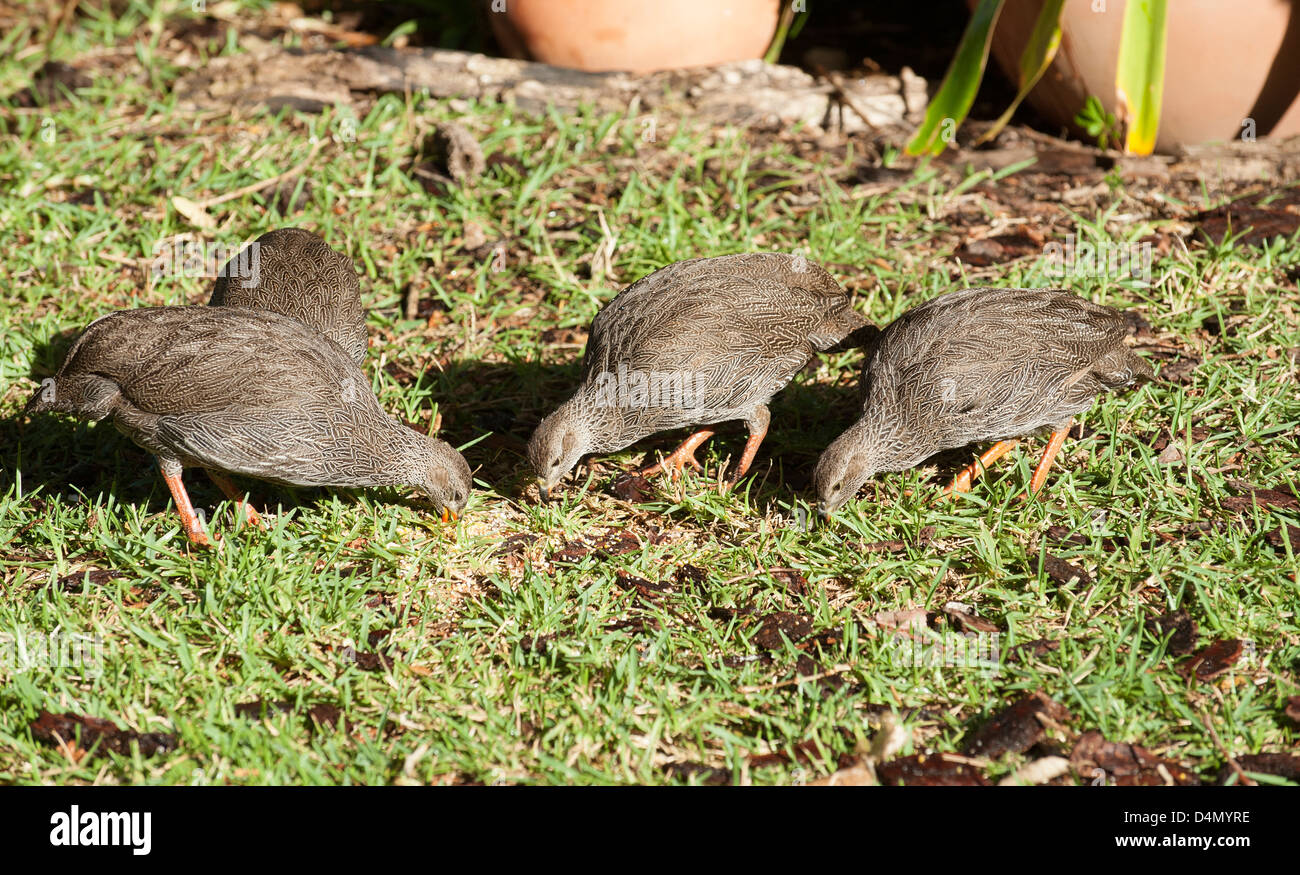 Cape spurfowl pternistis capensis hi-res stock photography and images ...