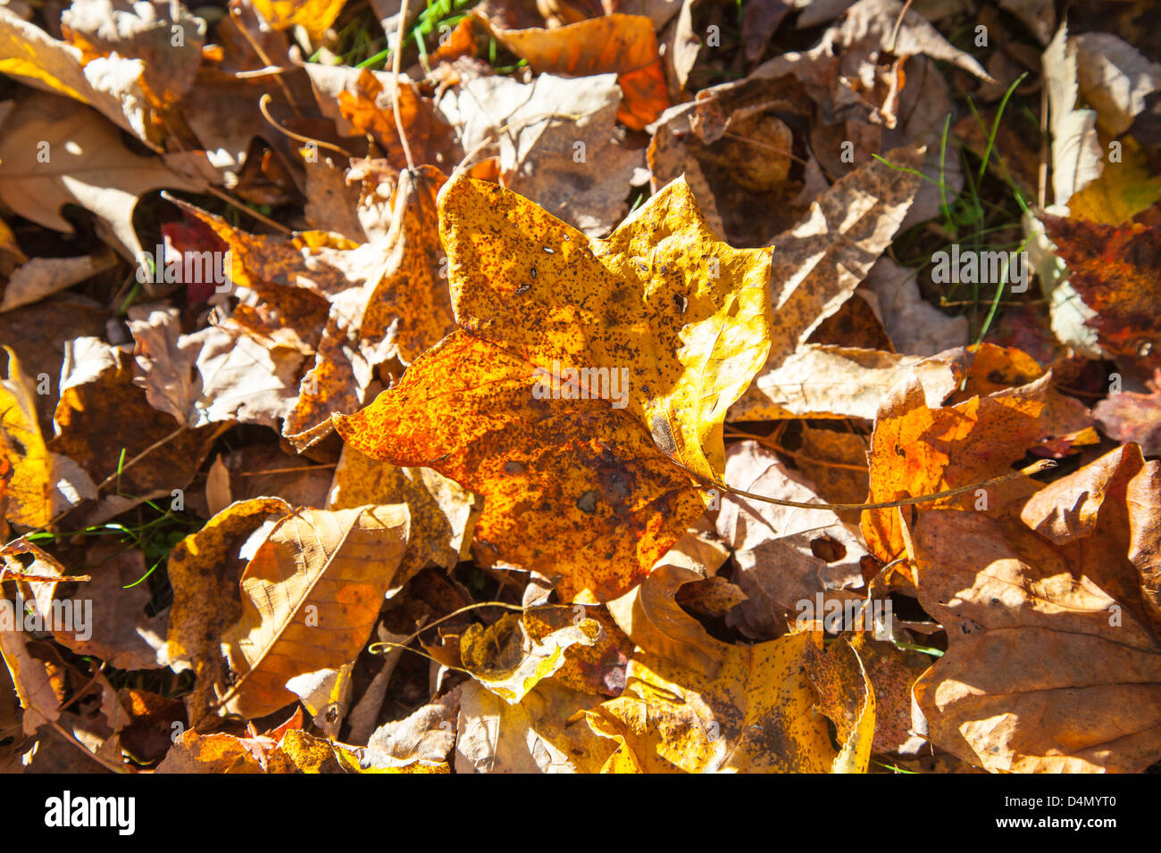 Fallen leaves of various fall colors. Macro shot Stock Photo - Alamy