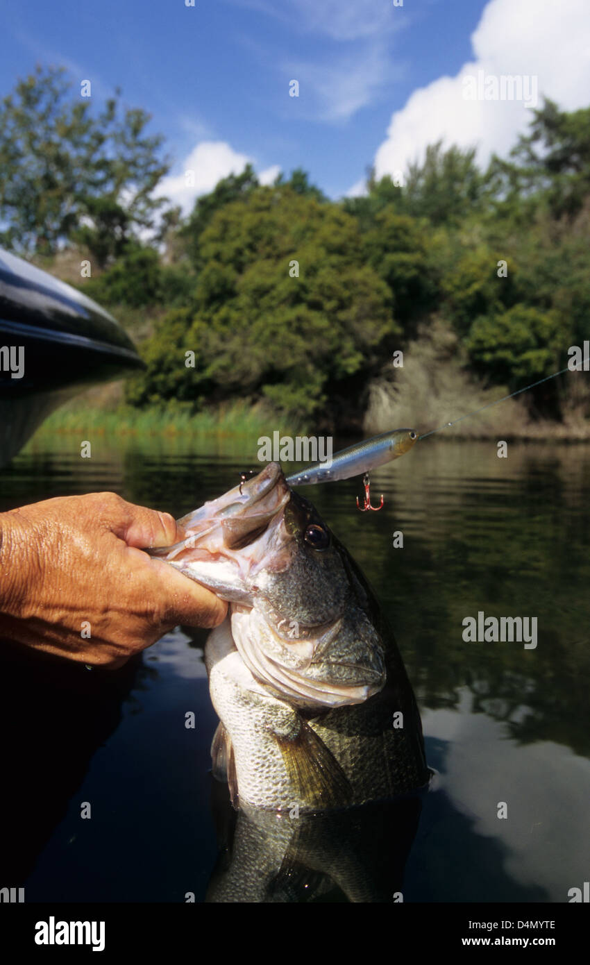 Landing a largemouth bass (Micropterus salmoides) caught on Lake ...