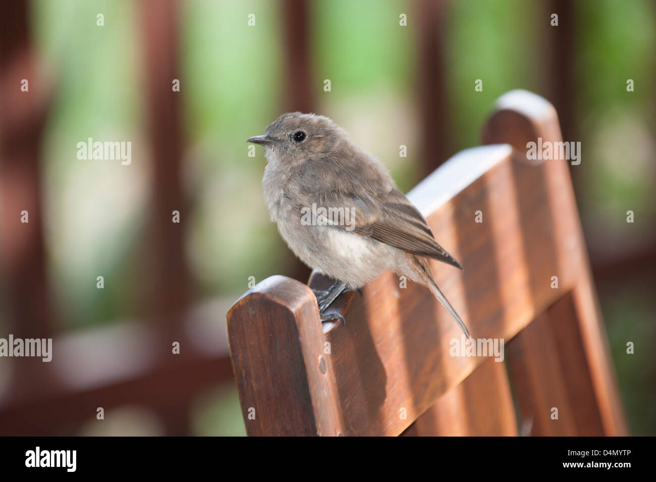 Young familiar chat bird cercomela hi-res stock photography and images ...