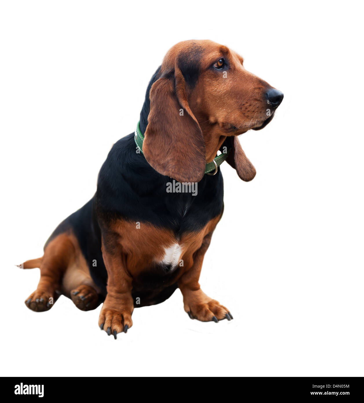 beautiful adult dog isolated on a white background Stock Photo - Alamy