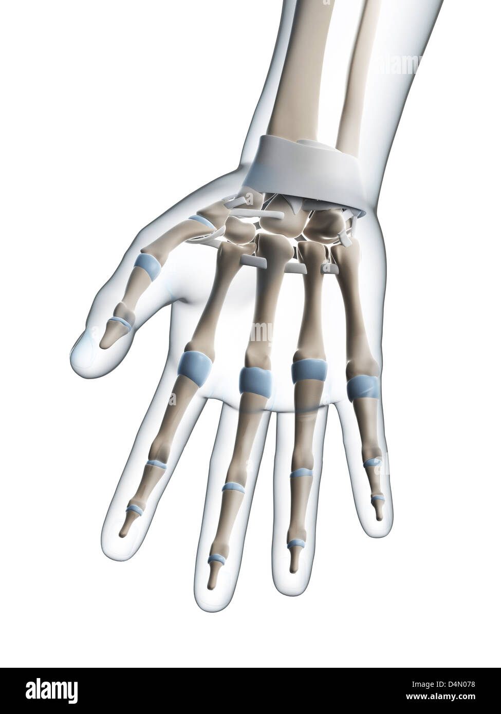 Human skeletal hand Stock Photo - Alamy