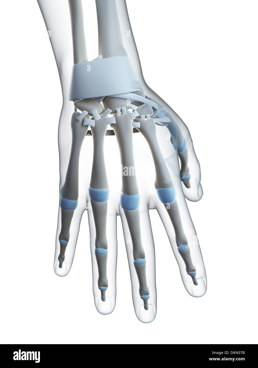 Human skeletal hand Stock Photo - Alamy