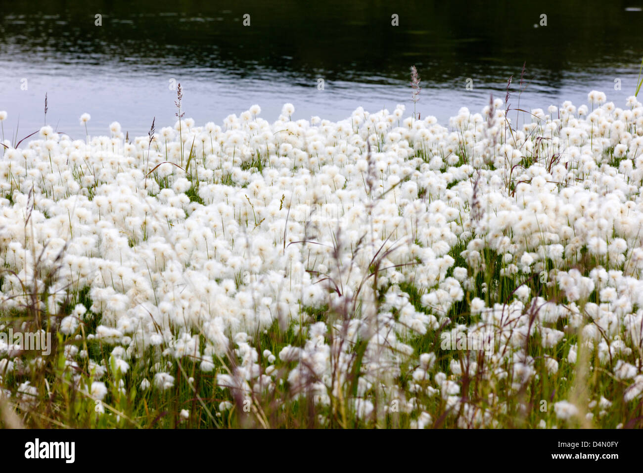 Alaska Cotton Grass (Eriophorum brachyantherm) grows along a tundra ...