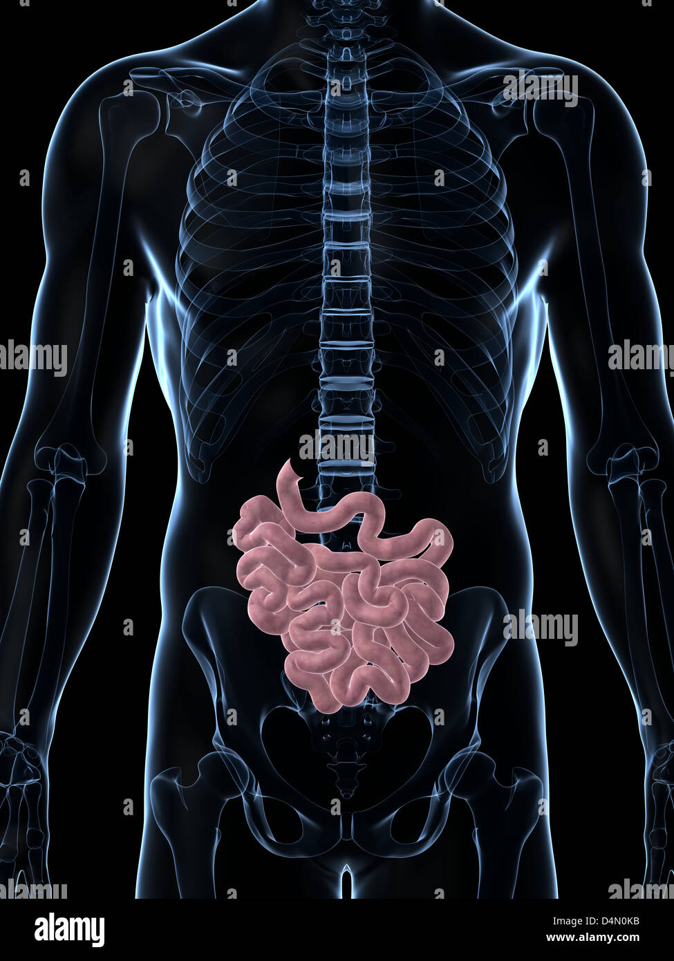 Human small intestine Stock Photo - Alamy