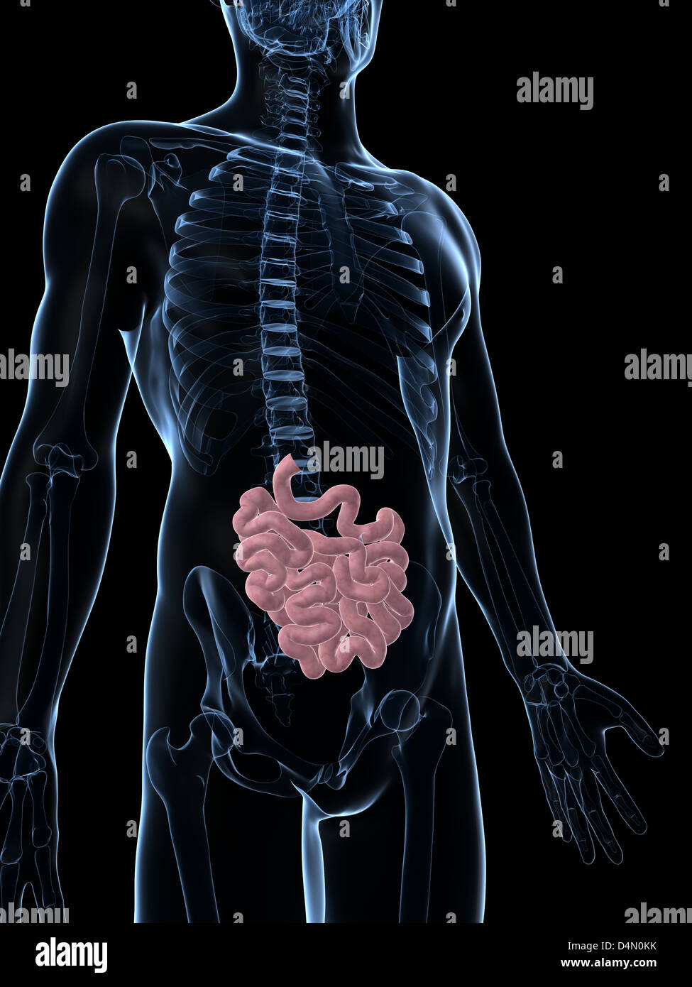 Human small intestine Stock Photo - Alamy