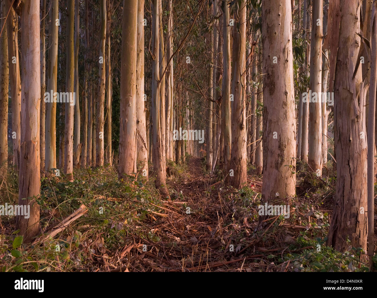 Eucalyptus forest. The photo shows a big group of eucalyptus Stock ...