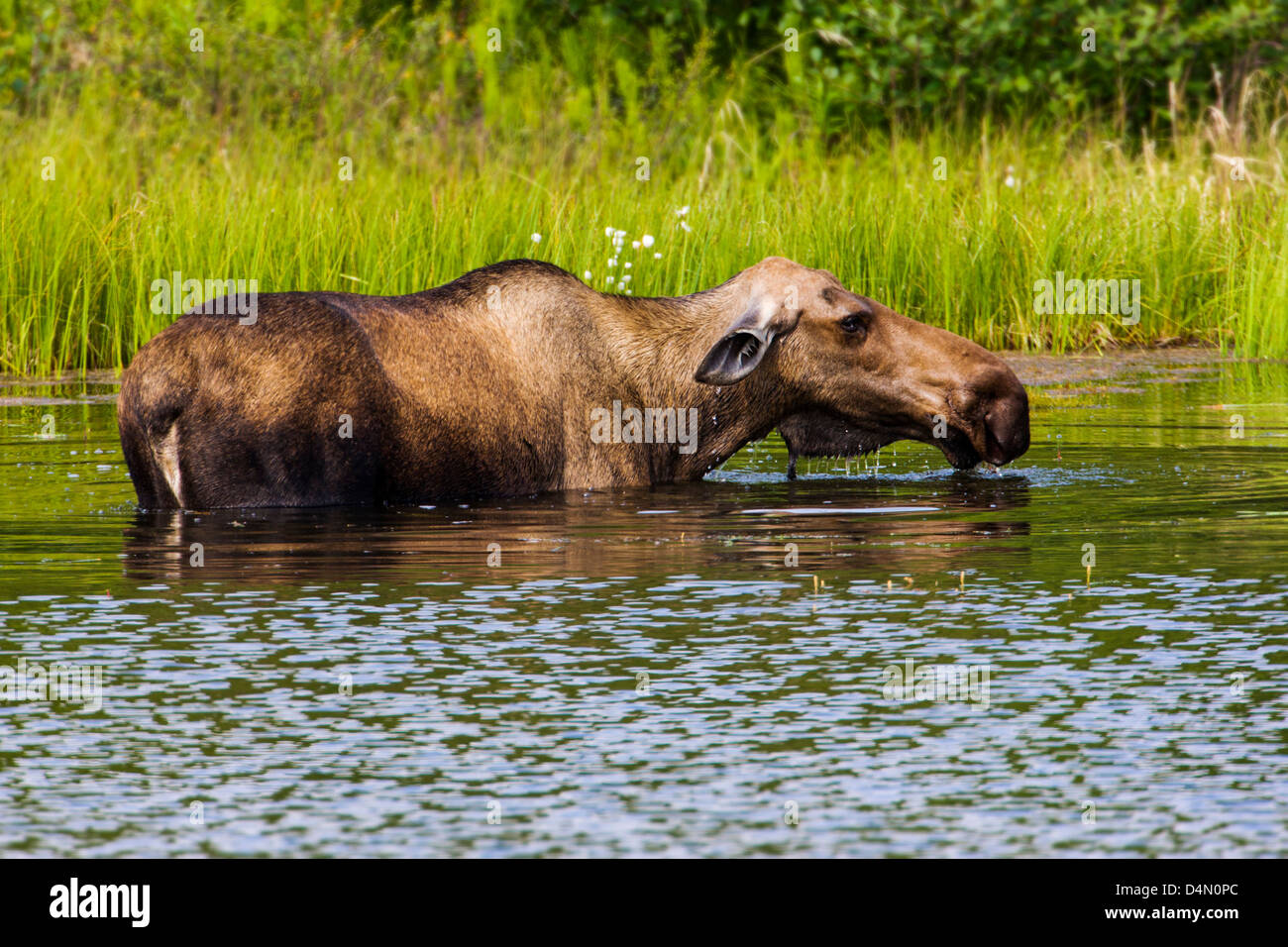 Cow Moose (Alces alces) feeding on vegetation in a lake, Denali ...