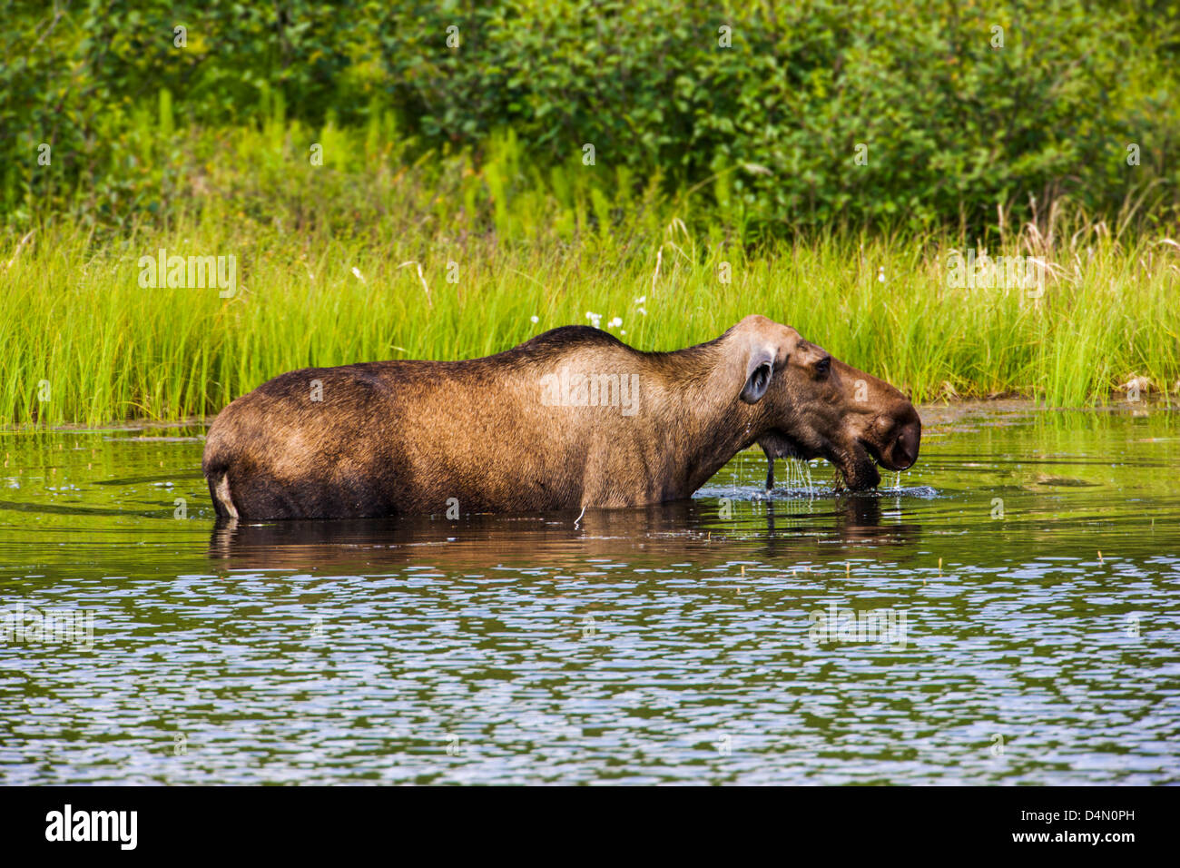 Cow Moose (Alces alces) feeding on vegetation in a lake, Denali ...