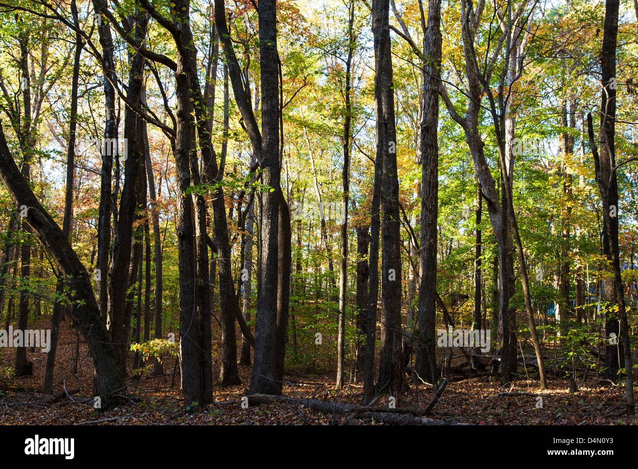 Looking into a forest in the middle of fall color change Stock Photo ...