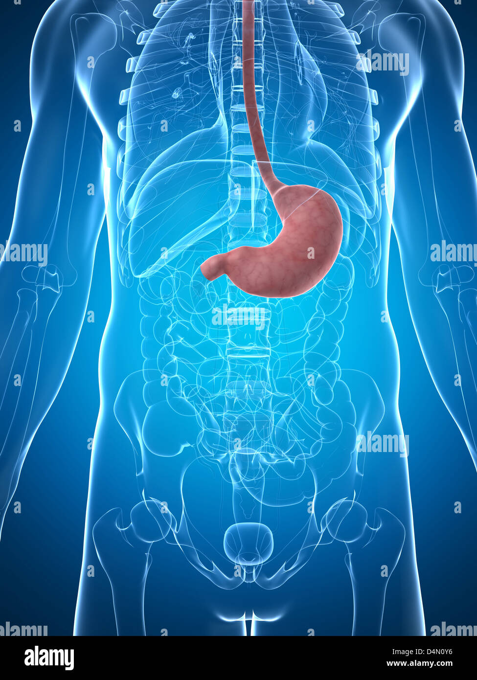Stomache illustration hi-res stock photography and images - Alamy